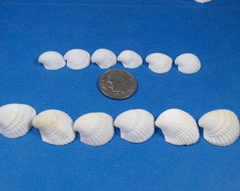 Strawberry Top Seashells clanculus Puniceus Craft Shells - Etsy