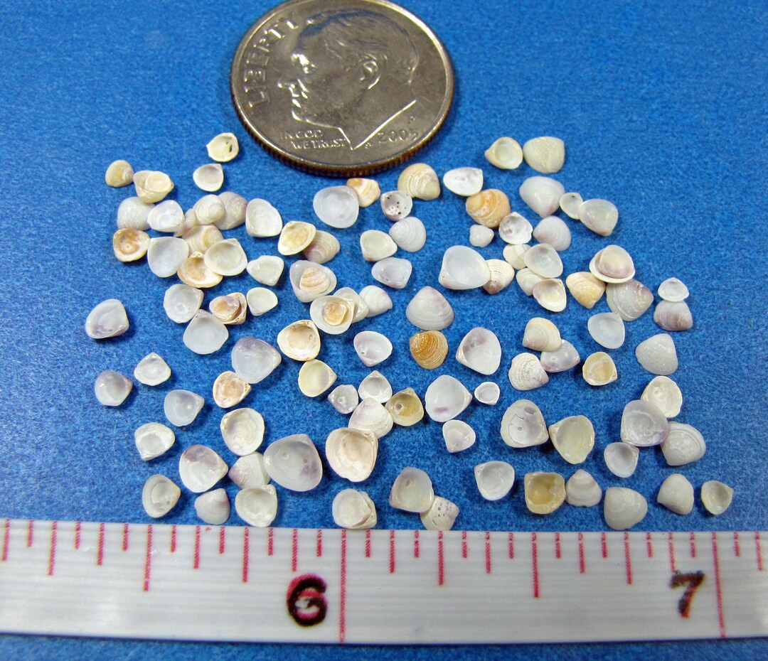 Micro Mini Gem Shells- 1mm-3mm (100) Sailors Valentines, Xt Shells for ...