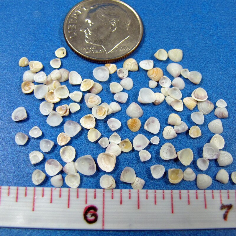 Mini Sea Shells - Etsy