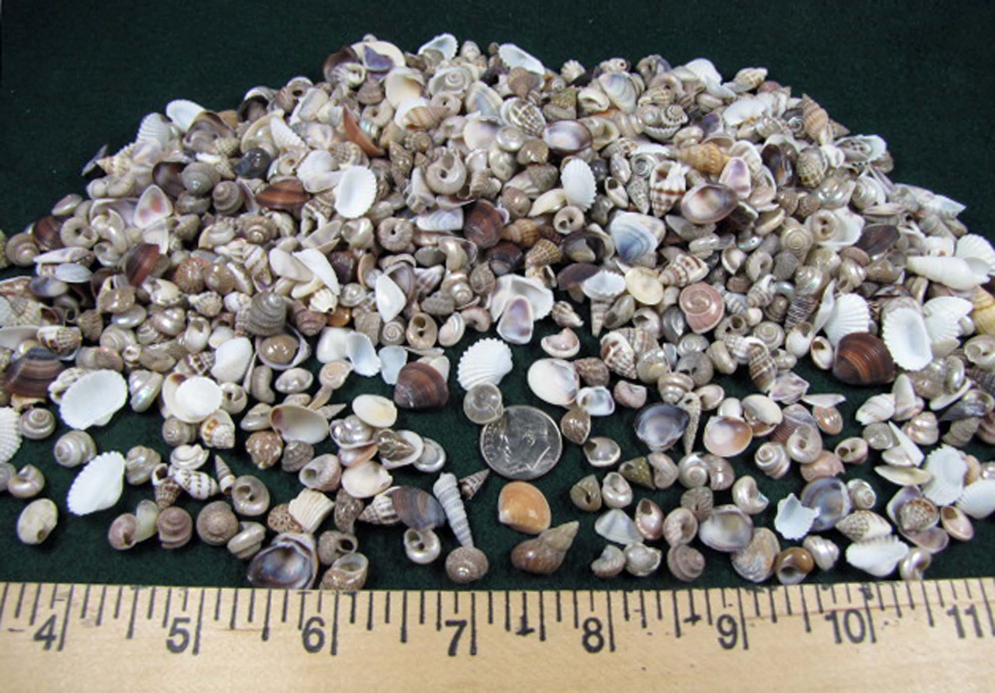 Tiny Variety Shell Mix (1/4 Cup= 250+ Shells(1/4"-3/4") No Dyed, Shell ...