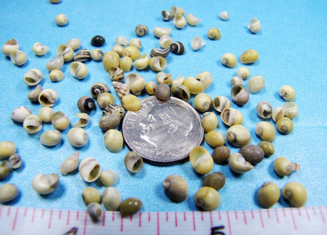 Tiny Yellow-green Snail Littorina Shells (1/8"-1/4") 2 Sizes-choice, Mongo Seashells, Crafts ...