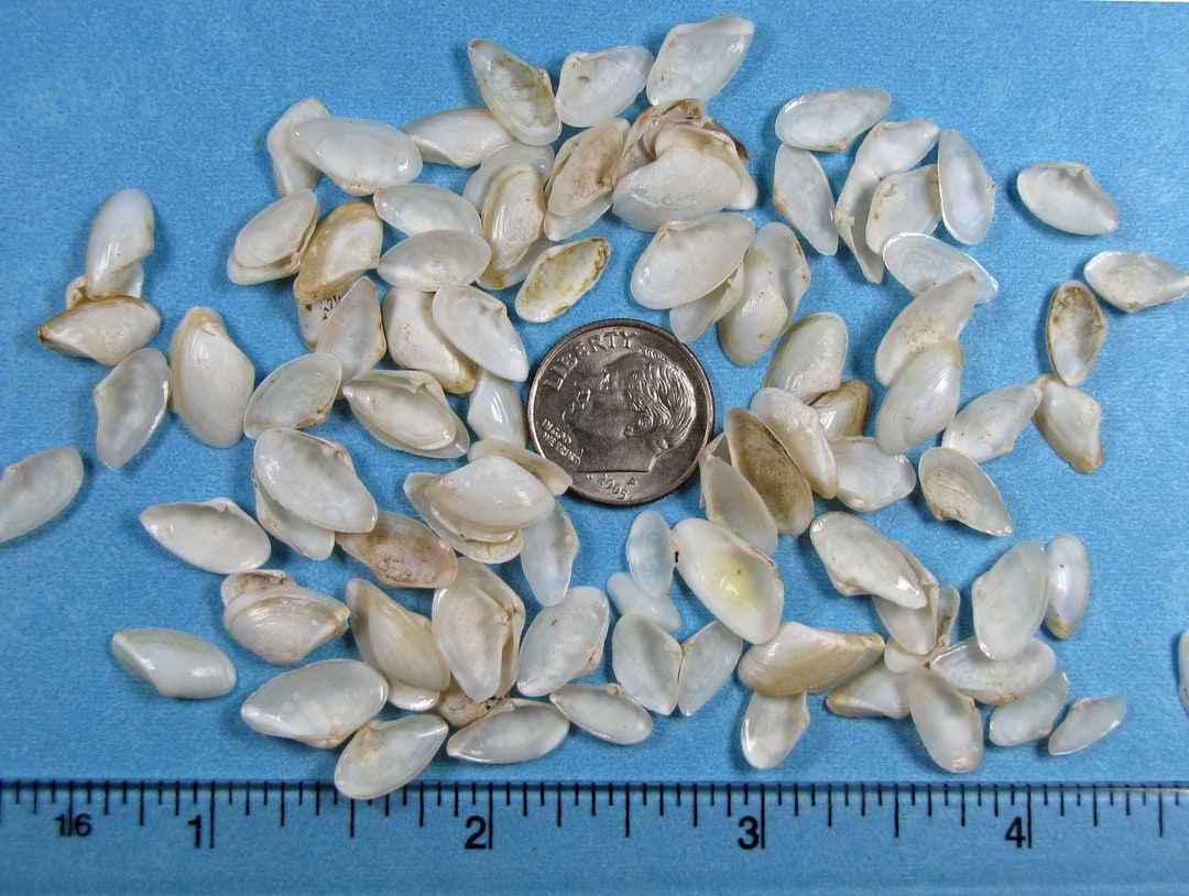 Tiny Tear Shape Clam Shells 1/4"-1/2" White to Beige 100+ Beach Crafts ...