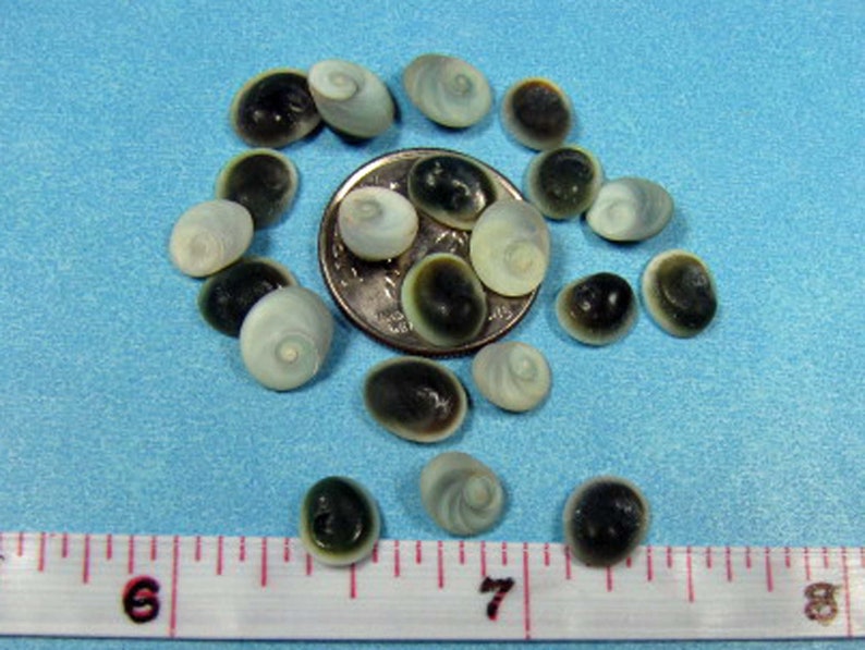 Mini Blue-green Operculum Hand Selected 2 Sizes - Etsy