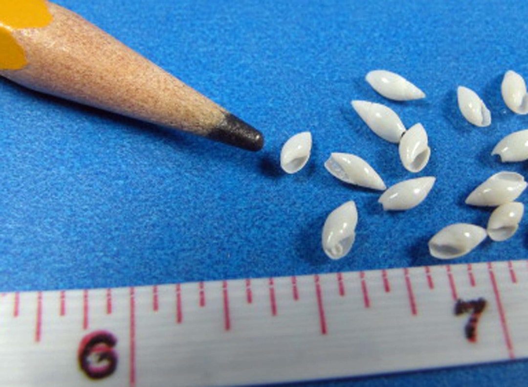 White Rice Shells Extra Tiny 3/16 1/4 50 Sailors Valentines, Micro ...