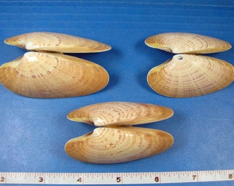 Venus Clam Shells | Etsy