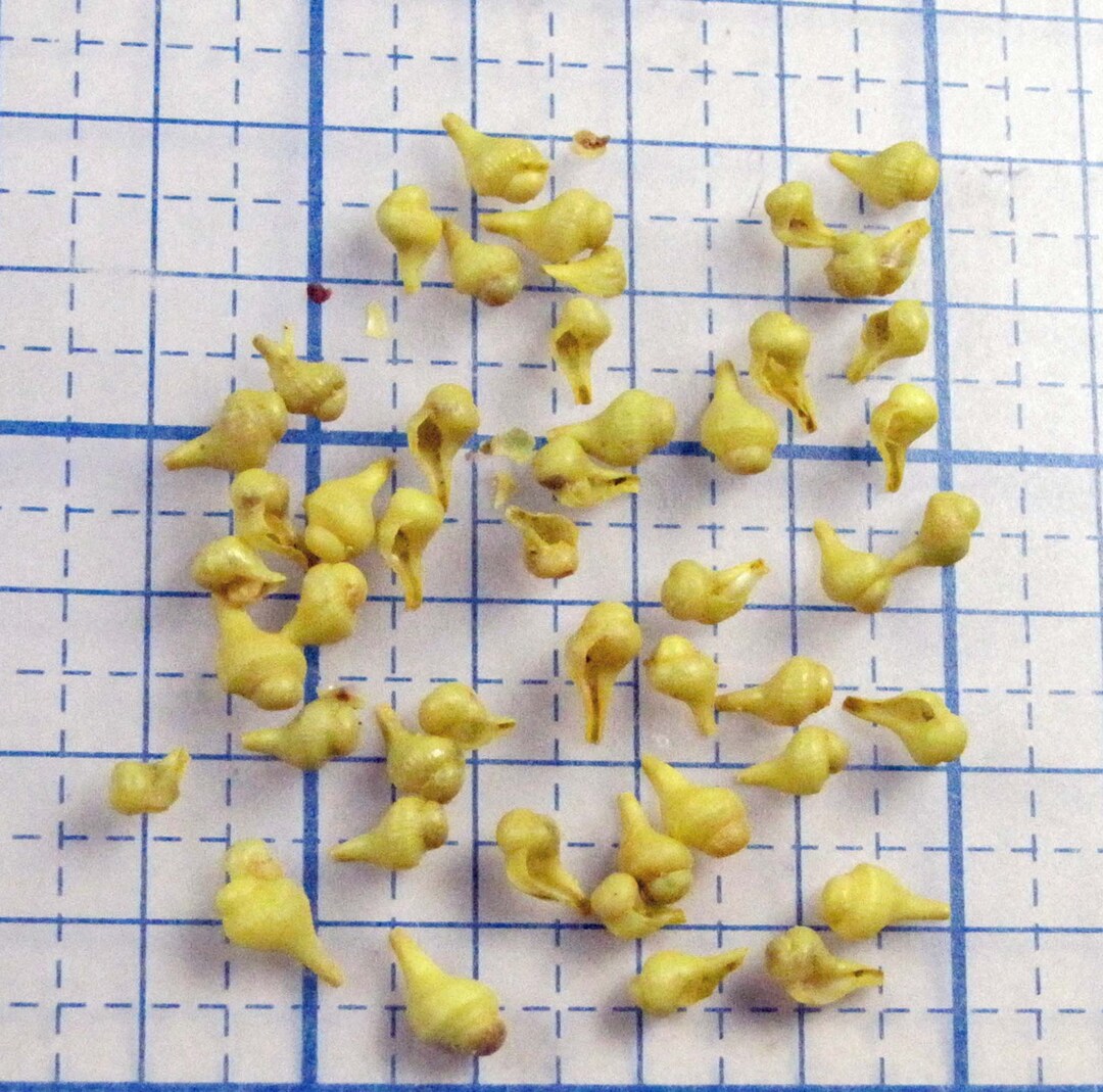Vintage Dyed Yellow Baby Whelk Shells 50 3/161/4, Mini Scale Artwork ...