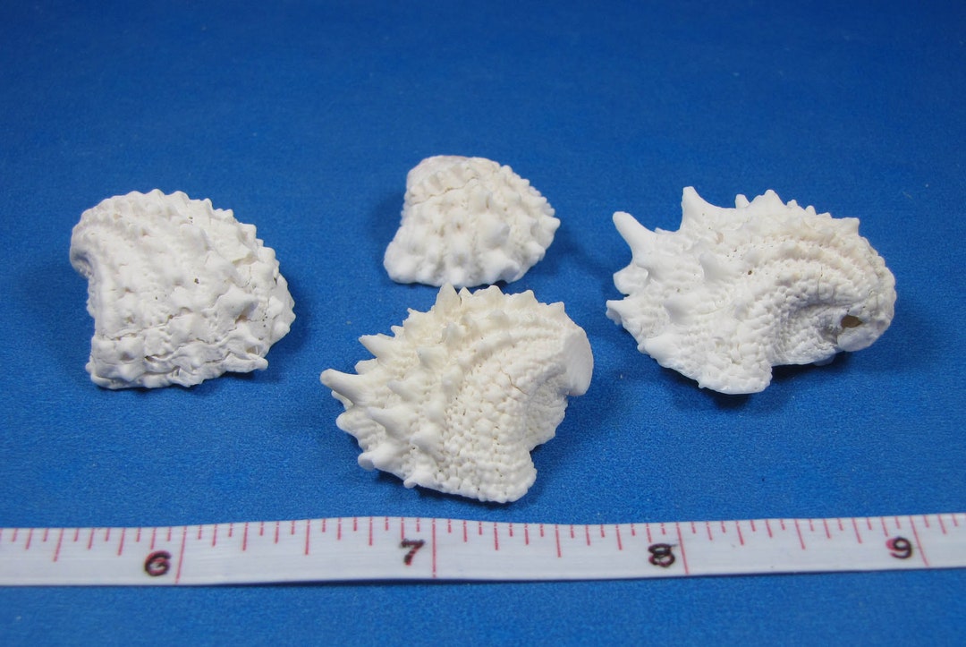 Spiny Jewel Box Seashells (4) 1"-2" Marco Island, FL - Etsy