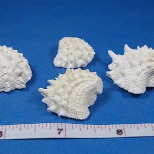 Spiny Jewel Box Seashells (4) 1"-2" Marco Island, FL. White Craft ...