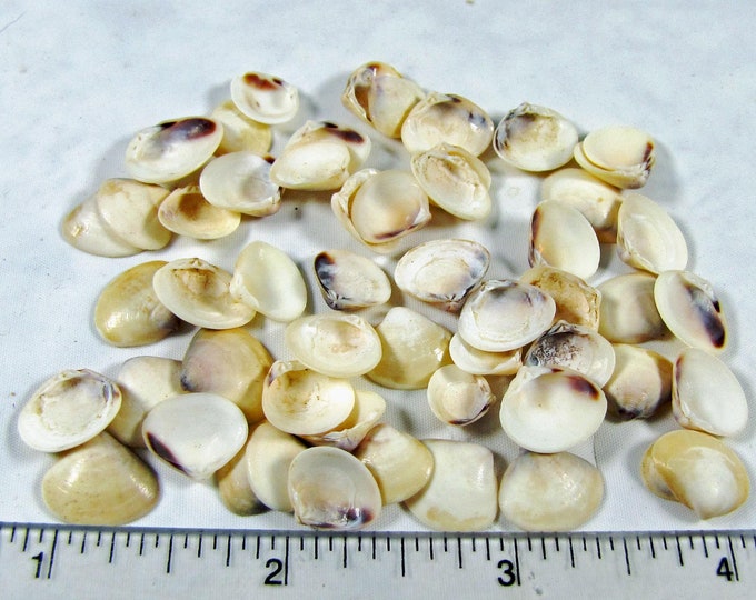 Tiny Polished Clam Shells 50 1/2 Wahsed, Hand Selected, Shell Craft ...