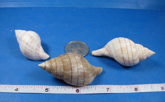 Tulip Snails Nc