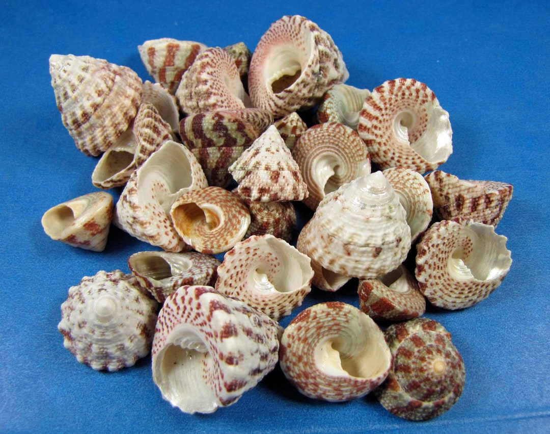 Red Stripe Trocus (8) 5/8"- 1" Washed, Hand Selected. Assorted Sizes ...