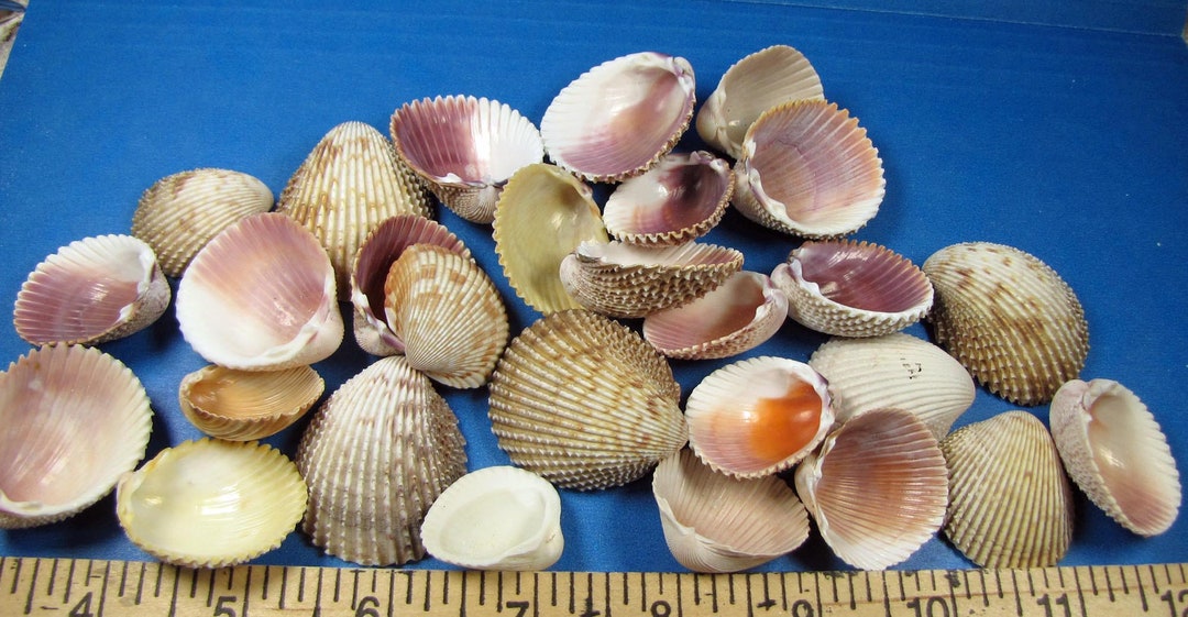 Florida Cockle Shells 25under 2 Marco Island Clam Shells, Hand Selected ...