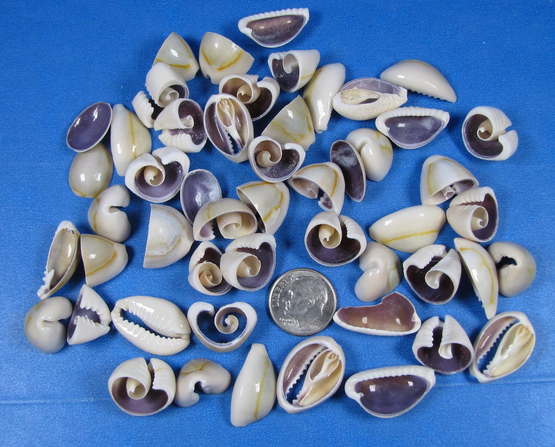 Assorted Cut Ring Top Cowrie Seashells (3/4"-1") Sailor's Valentines ...