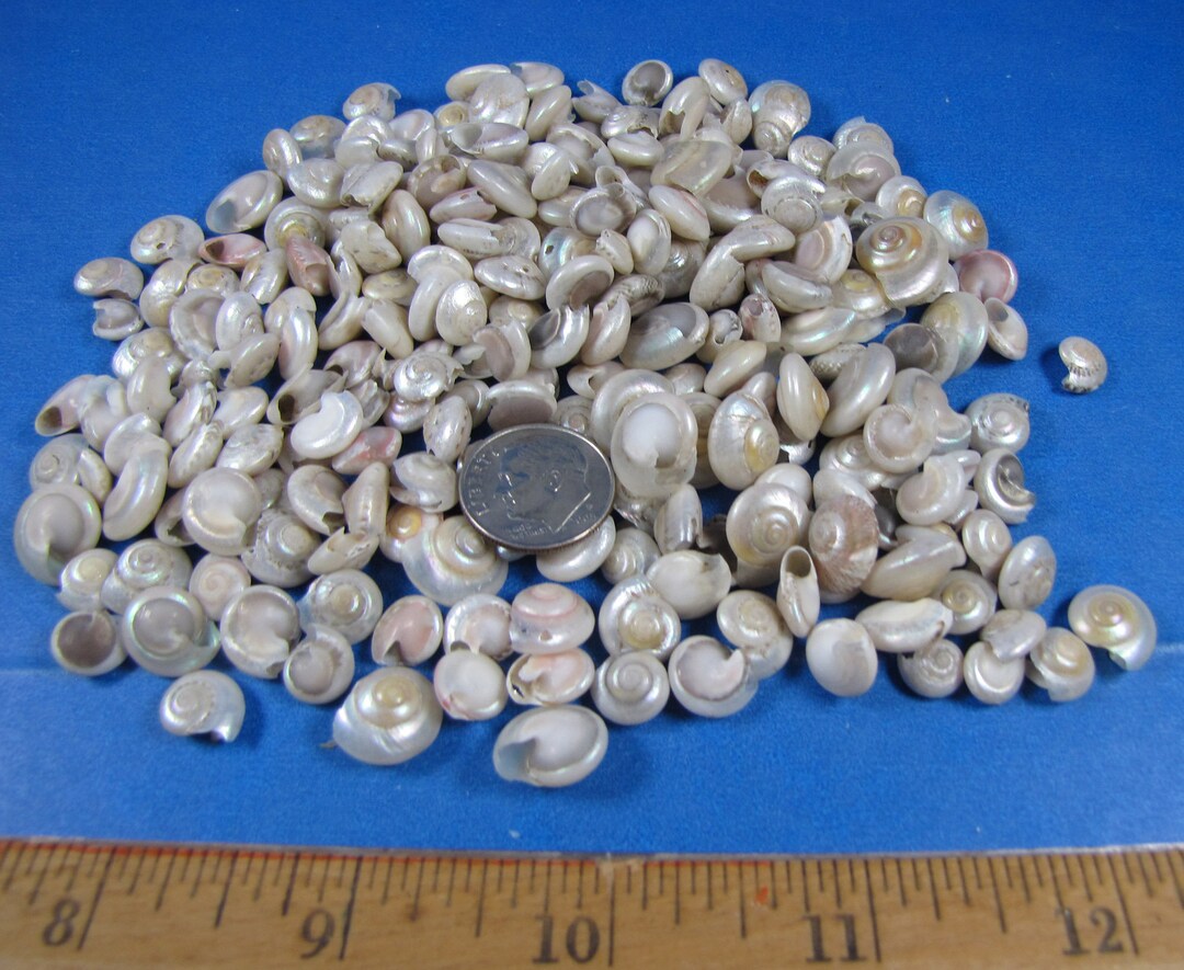 SECONDS Pearled Umbonium Seashells IMPERFECT 1/4"-1/2" (2"x3" Bag) Abt ...