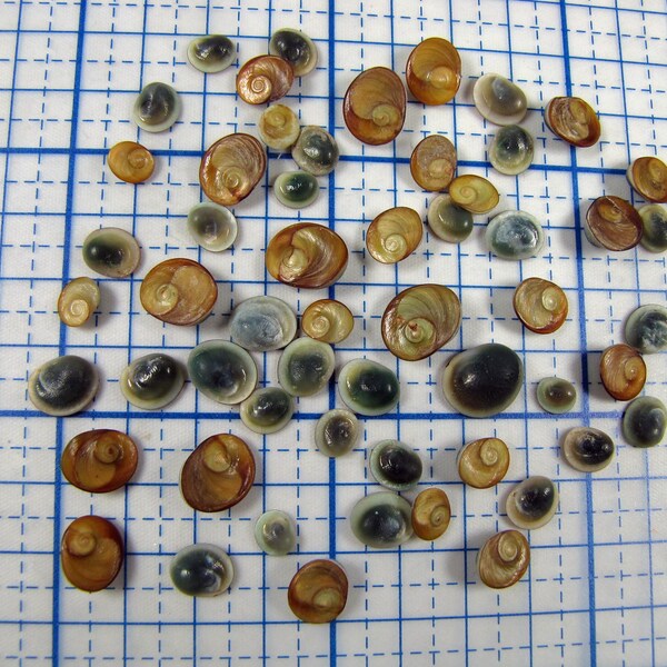 Operculum Jewelry - Etsy