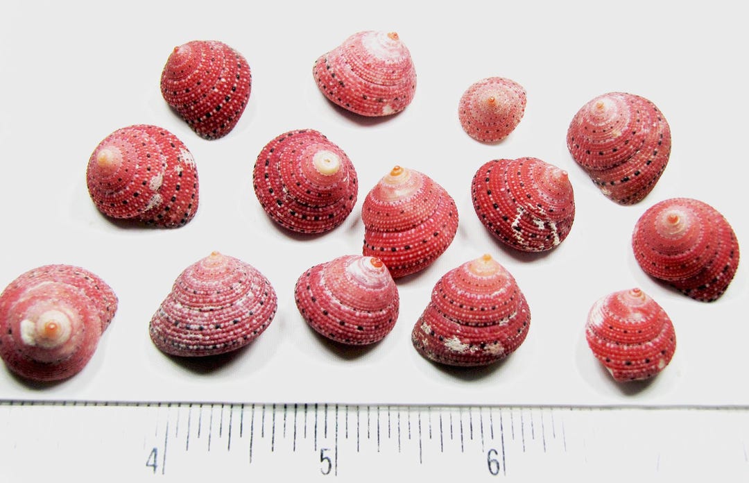 Strawberry Top Shells IMPERFECT (14) 3/4 Natural Color Red Craft Shells ...