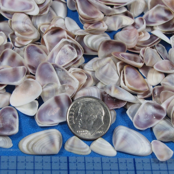 Coquina Shells - Etsy