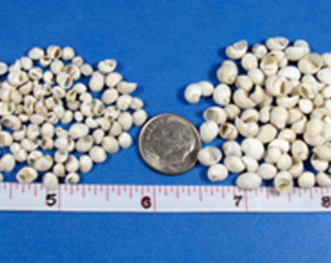 White Snail Shells-littorina, Nerites 3/163/8 2 Sizes-your Choice ...