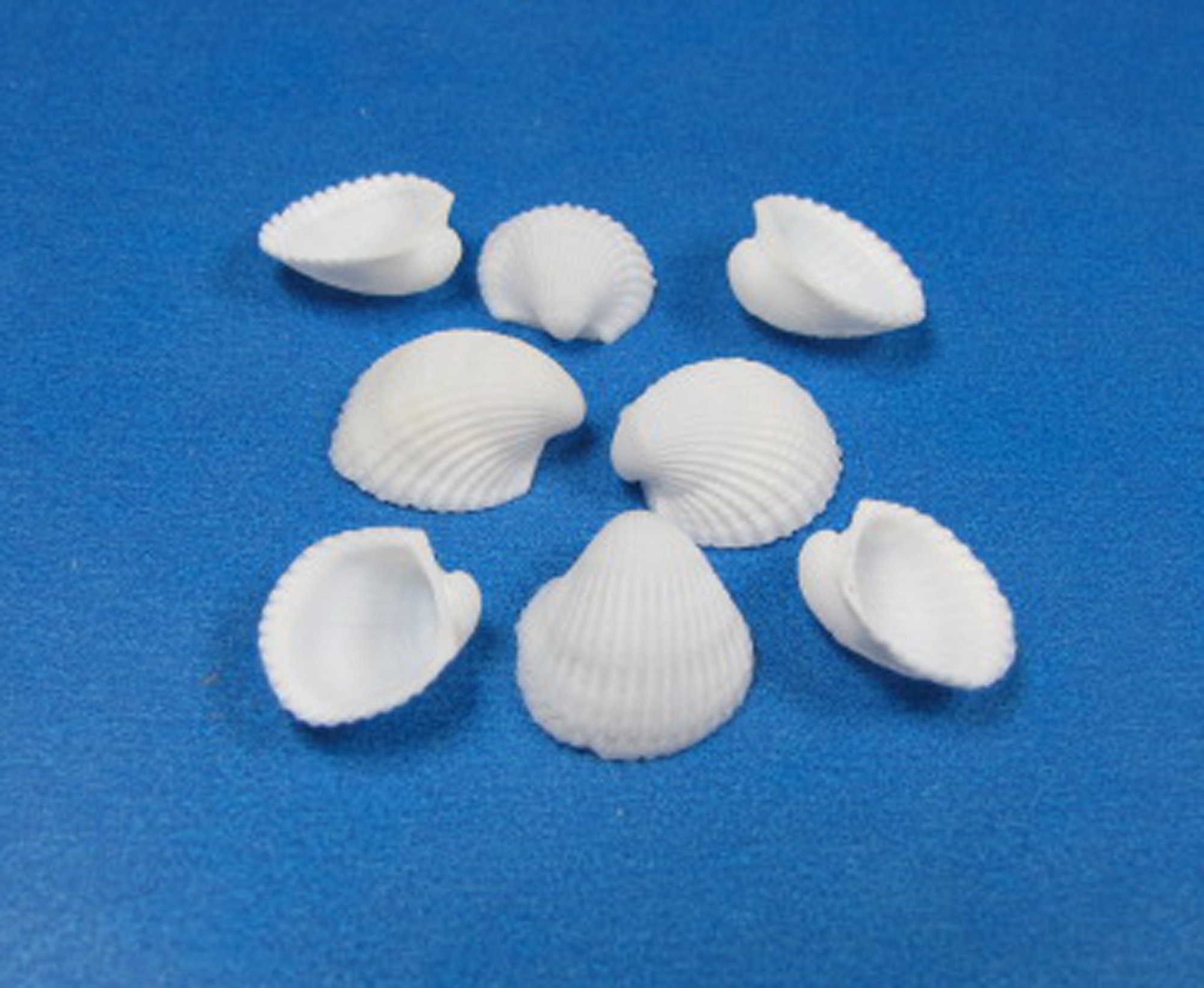 Tiny white clam shells 50 2 sizes 3/81/2 & | Etsy