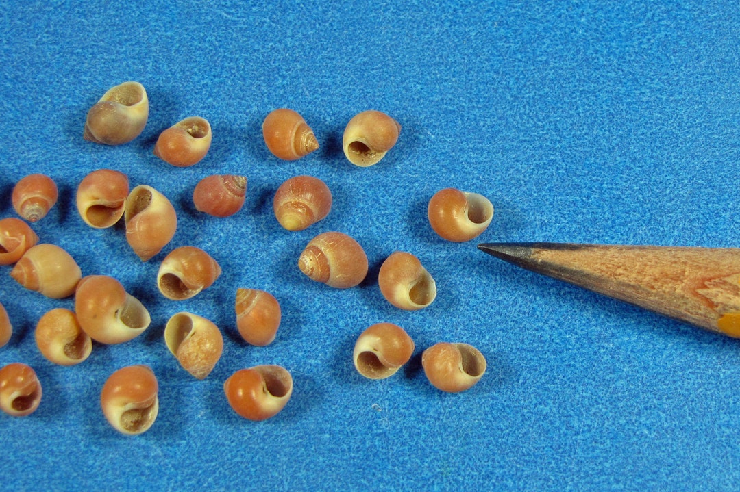 Tiny Burnt Orange Snail Seashells (50) 1/8"- 1/4" Hand Selected- Mini ...