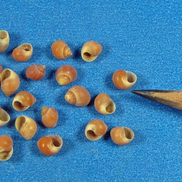 Orange Seashells - Etsy