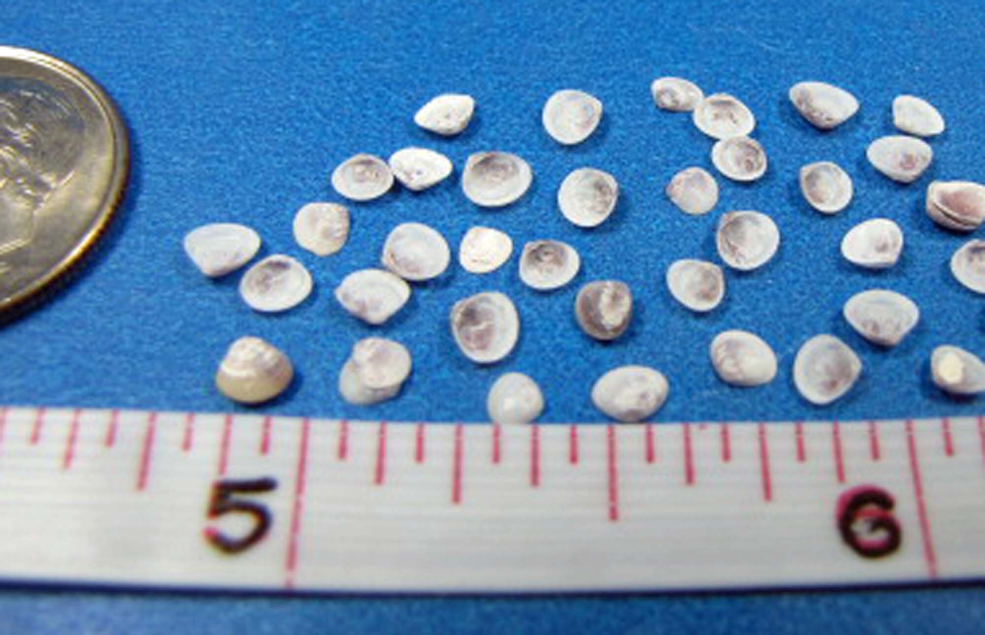 Micro Mini False Quahog Clam Shells 1/161/8 - Etsy
