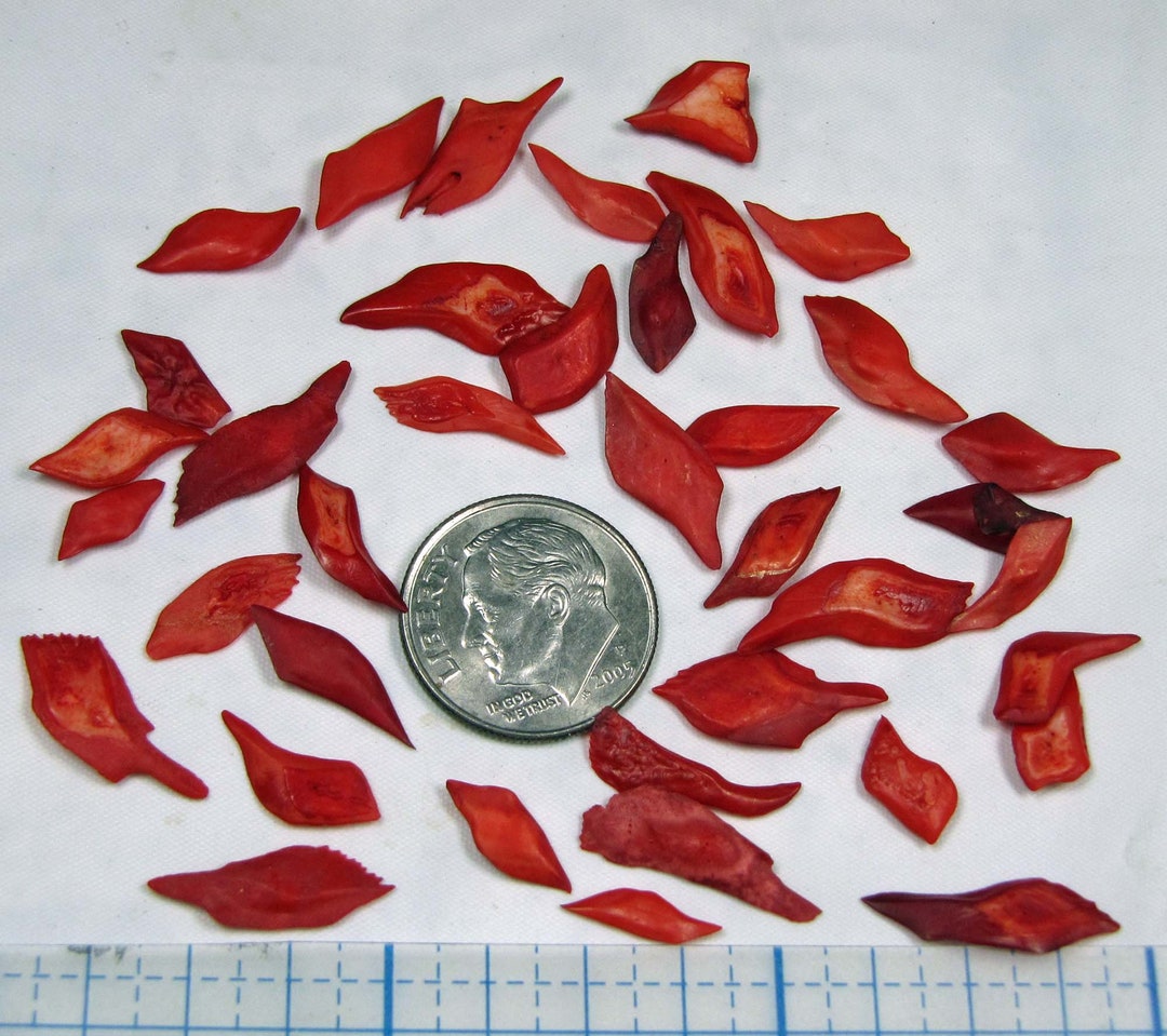 Red Dyed Gar Scales-vintage,50+ Hand Selected (3/8"-3/4") Poinsettias ...