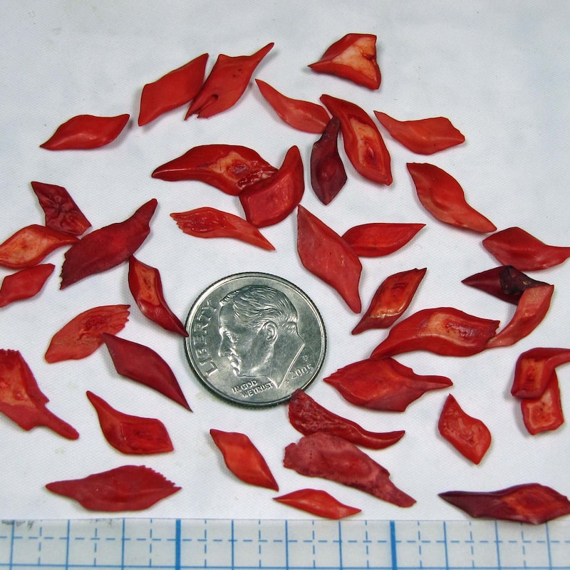 Borders of the Red Sea - Etsy