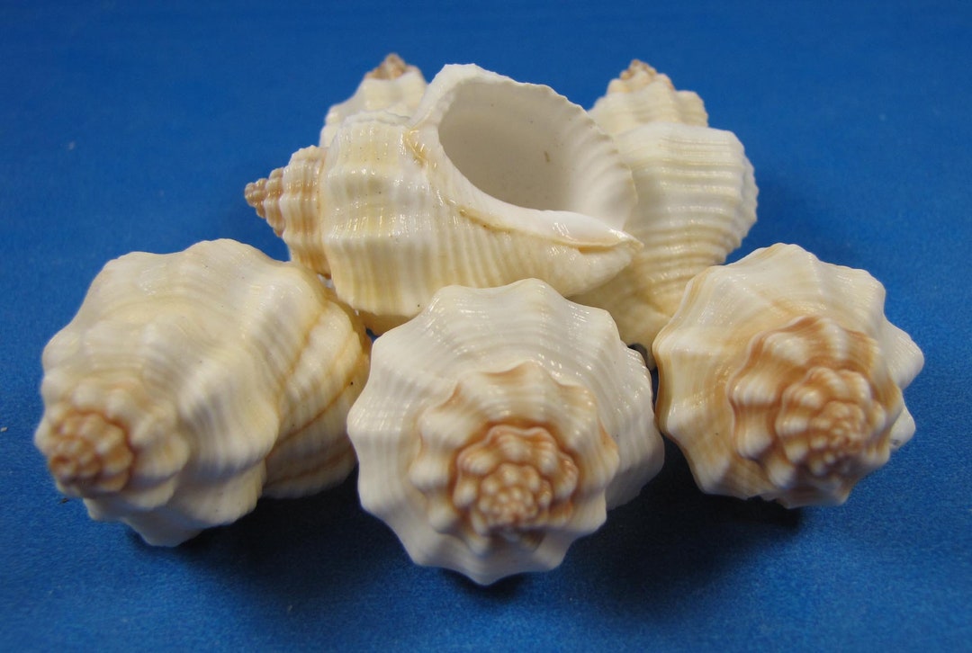 Cancellaria Nutmeg Seashells (6) 1 1/4-1 1/2" White Snail Shells, Shell ...