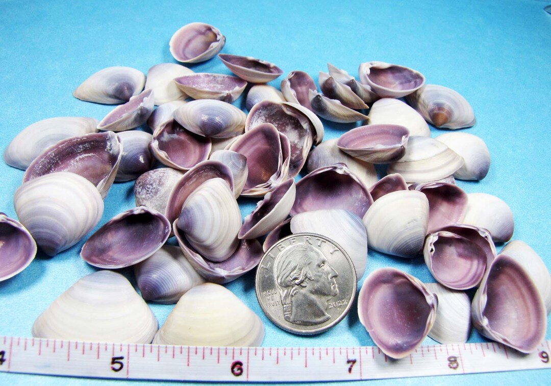 Tiny Violet Clam Shells 50+ (3/4"-1 1/8") Hand Selected, Purple, Shell ...