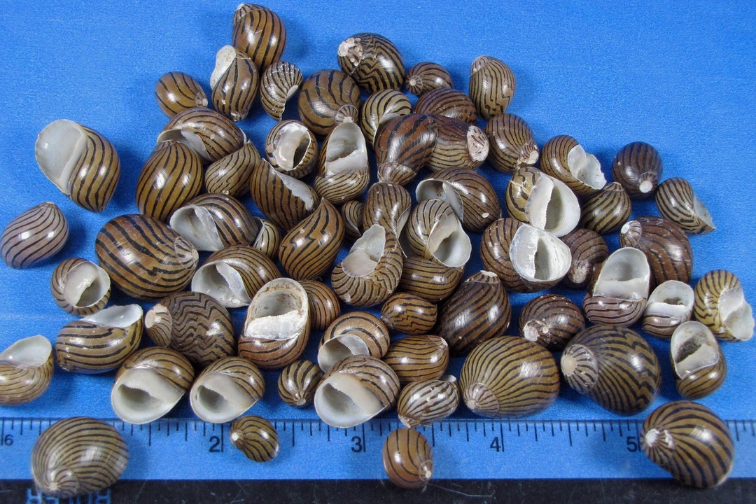 Small Nerita Columbella Snail Shells, Zig-zag Striped Chocolate Brown ...