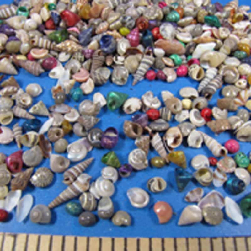 Tiny Seashells - Etsy