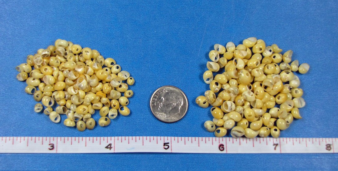 100+ Drilled Yellow Nerite Snail Shells (1/8"- 1/4") 2 Sizes- Your ...