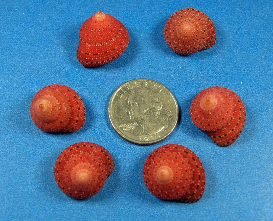 Strawberry Top Seashells 6 3/4 Natural Color Red Craft Shells, Washed ...
