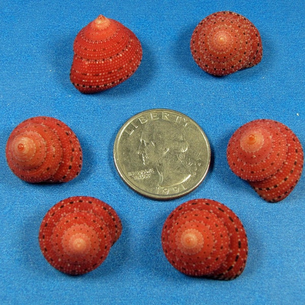 Red Seashells - Etsy