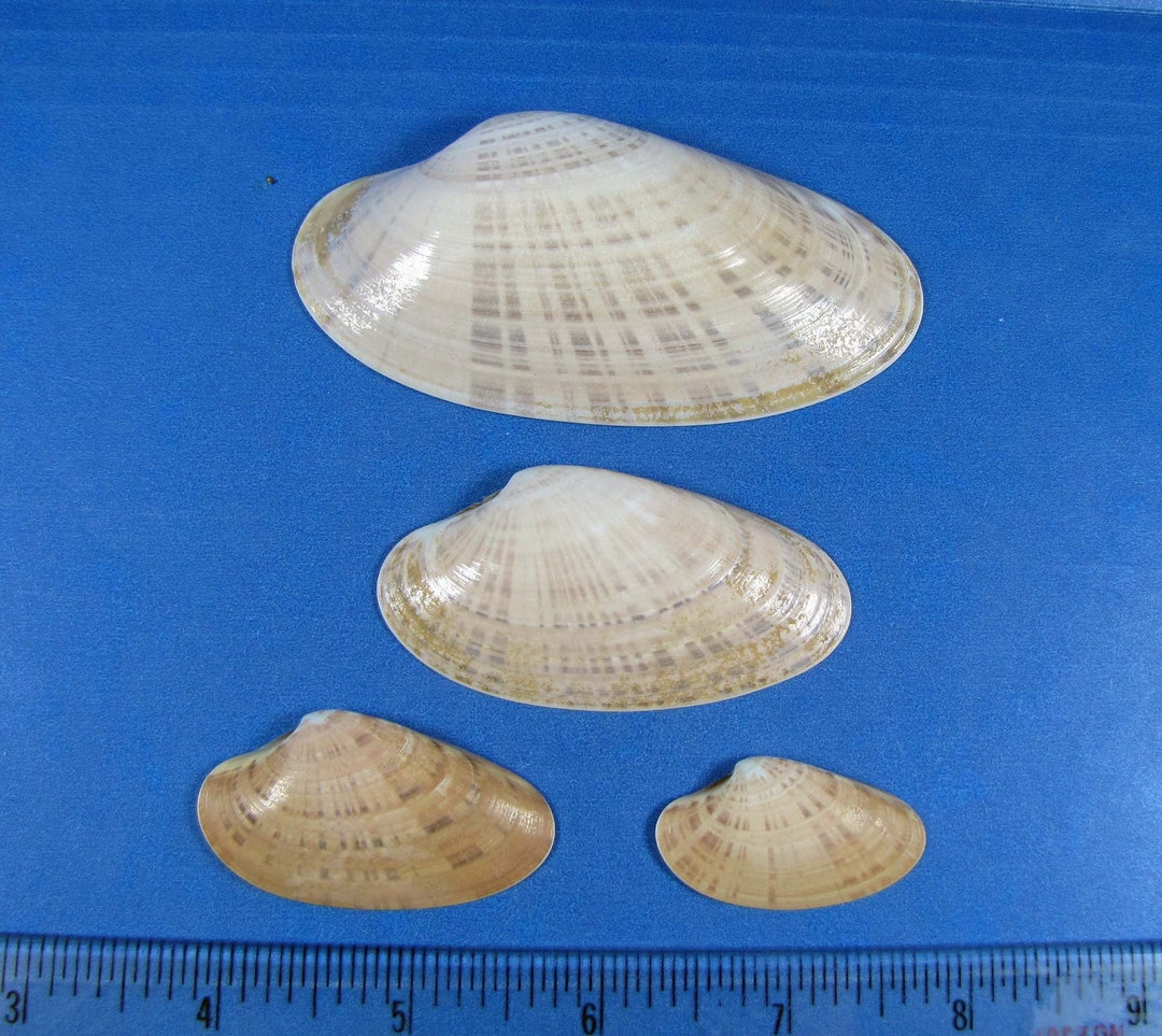 4 Venus Sunray Half Shells (2 1/2"- 3 3/4") Your Choice -florida Clam ...