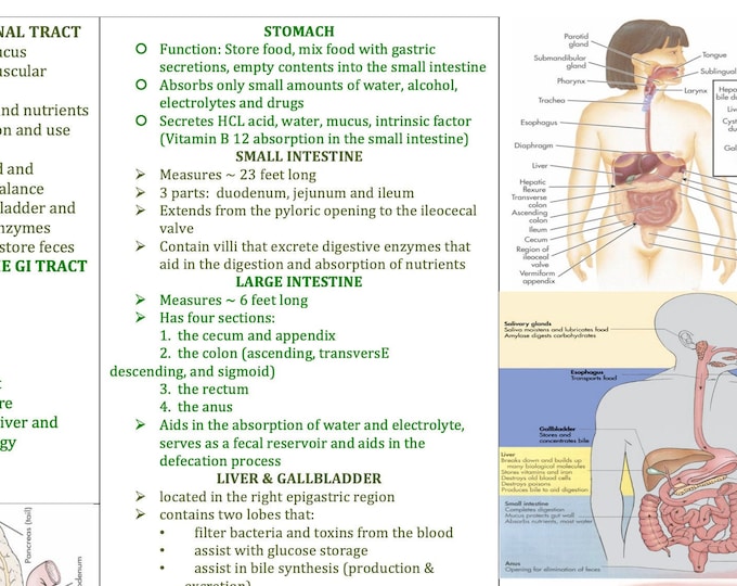 GI Disorders Chart | GI Disorders | GI System - Etsy Canada