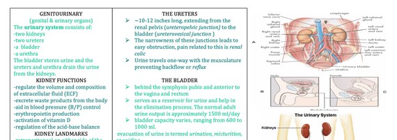Renal Assessment GU Disorders Genitourinary System | Etsy