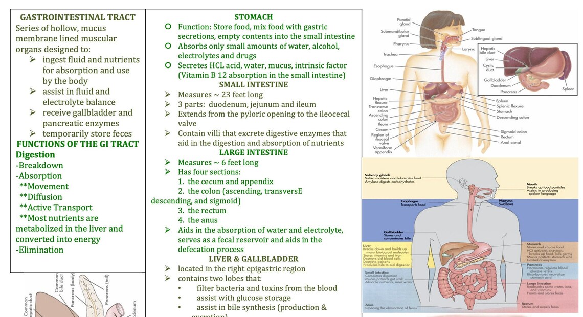GI Assessment GI Disorders GI System | Etsy