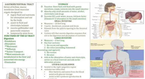 GI Assessment GI Disorders GI System | Etsy