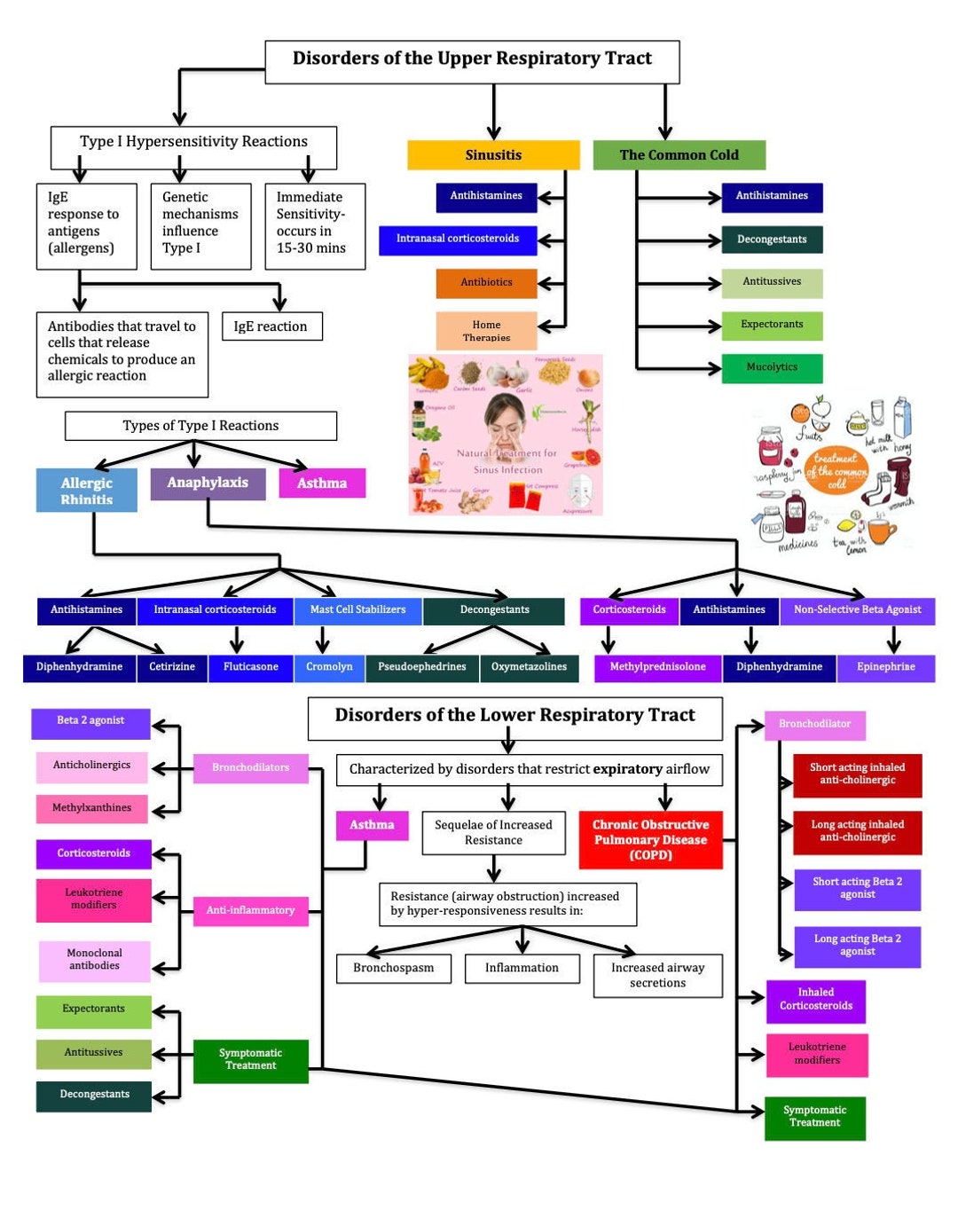 Overview of Upper and Lower Respiratory Disorders/ventilation/asthma ...