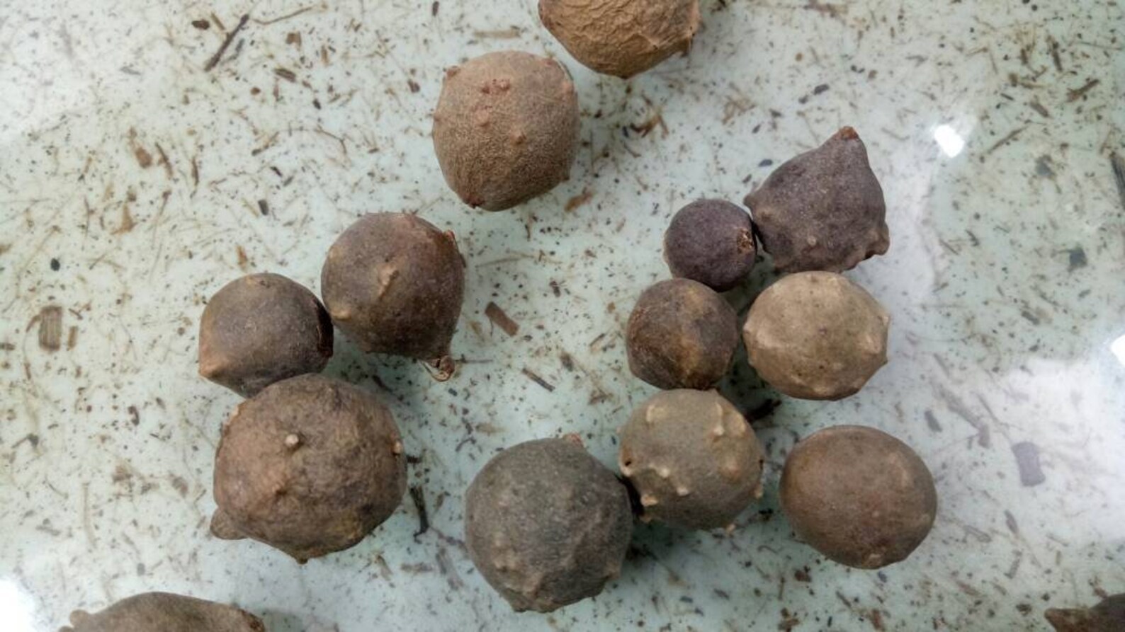 Oak Gall Manjakani Quercus Infectorianatural Dye Mordantoak - Etsy