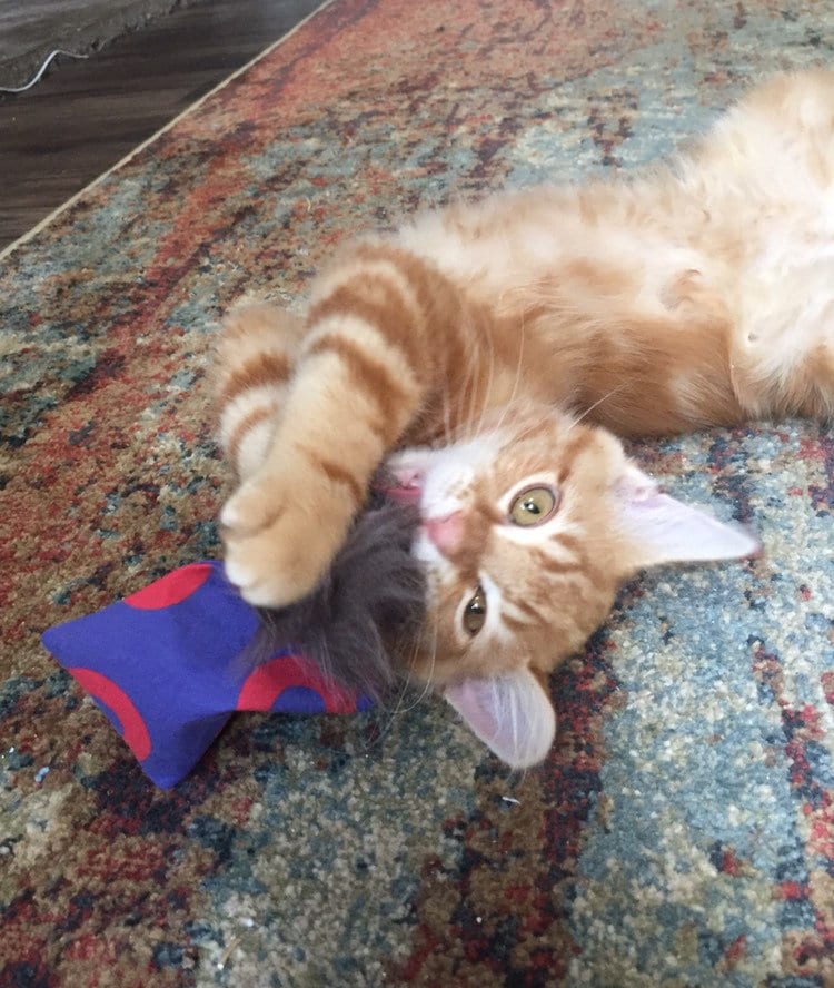 Faux Fur Tail Catnip Toy Random Size Catnip Filled Gift for - Etsy