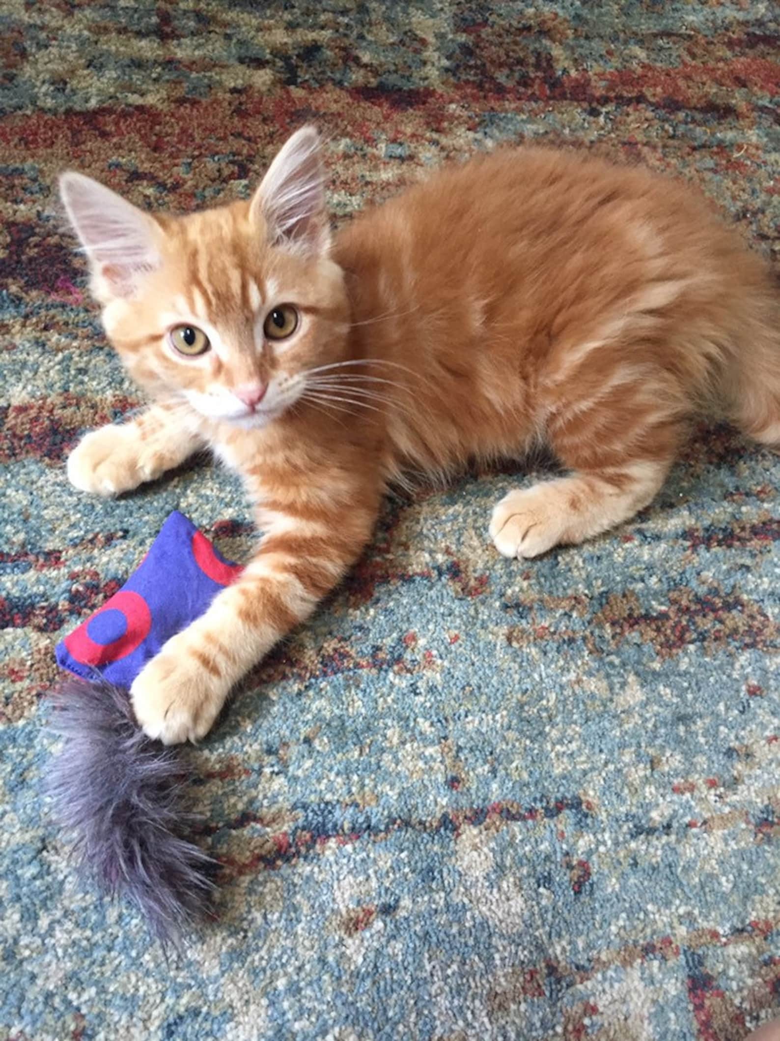 Faux Fur Tail Catnip Toy Random Size Catnip Filled Gift for - Etsy