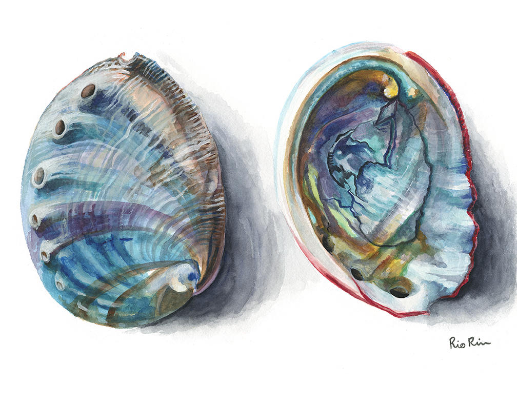8x10 Abalone Shell Print - Etsy
