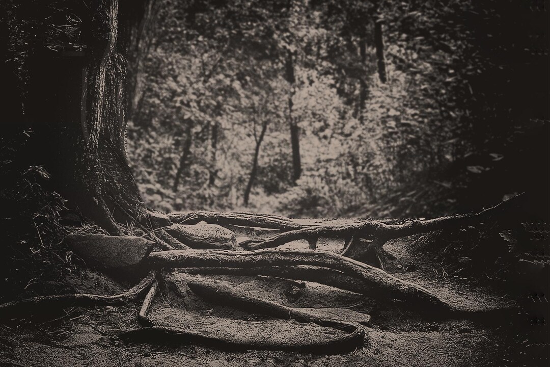 Sedona, Arizona - Oak Creek Canyon - Tree Roots - Original Photo - Etsy