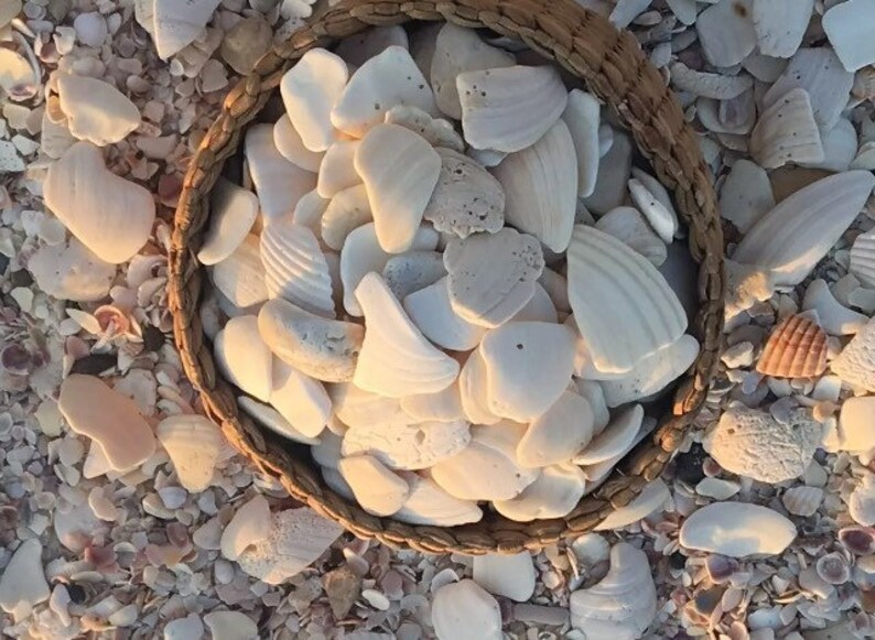 Seashells Smooth Broken Down by Waves 4 LB With Extra Included - Etsy