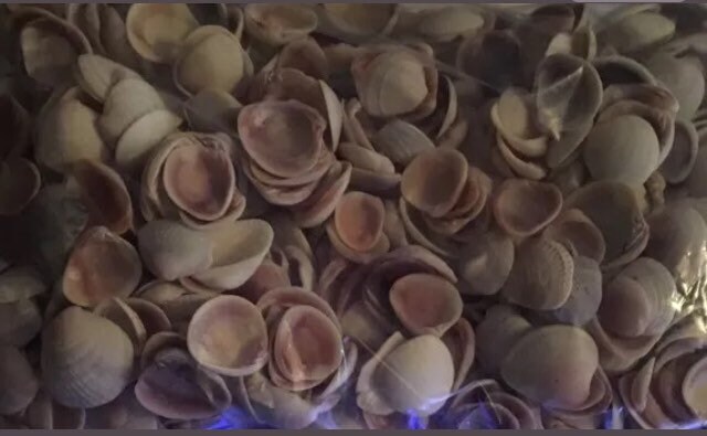 6 Pounds Cross-barred Venus Clam Lot / Florida Sea Shells - Etsy