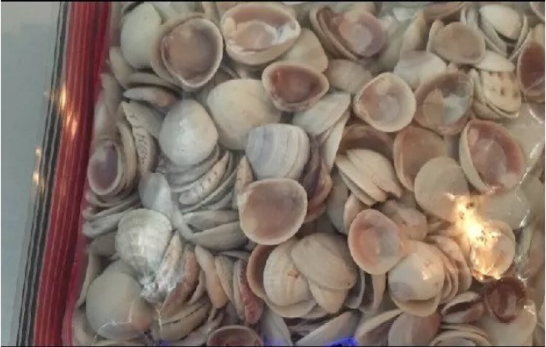 6 Pounds Cross-barred Venus Clam Lot / Florida Sea Shells - Etsy