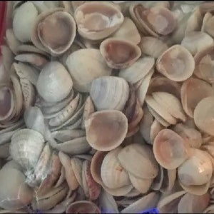 6 Pounds Cross-barred Venus Clam Lot / Florida Sea Shells - Etsy